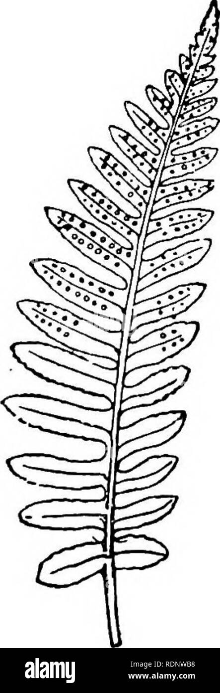 Characters from shakespeares play hi-res stock photography and images ...