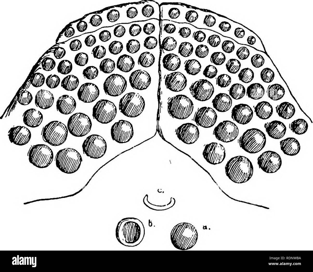 Toad test hi-res stock photography and images - Alamy