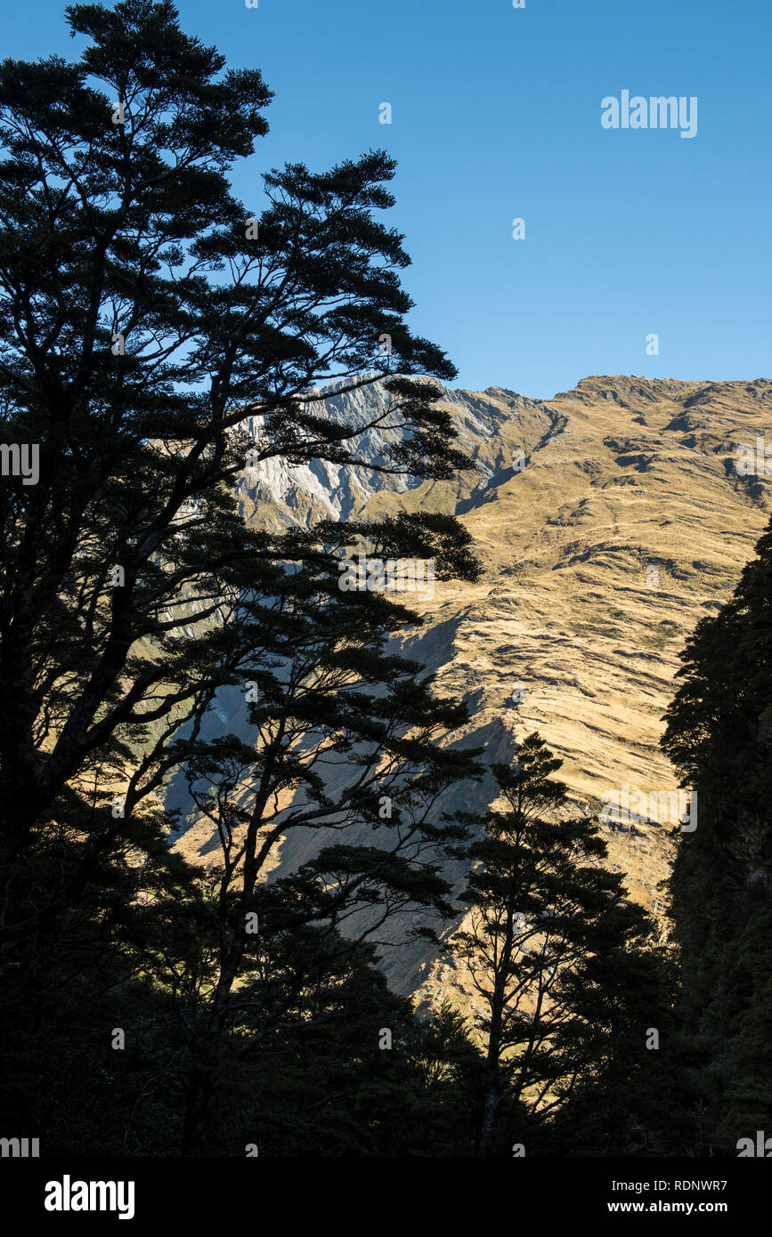 The Rob Roy Glacier Track leads hikers up a gorge into a beech forest ...