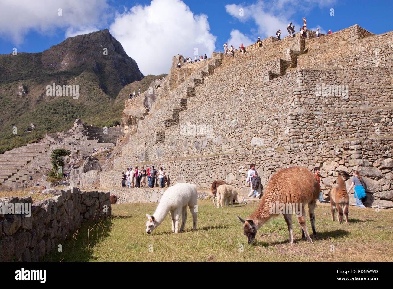Machu picchu lama people hi-res stock photography and images - Alamy