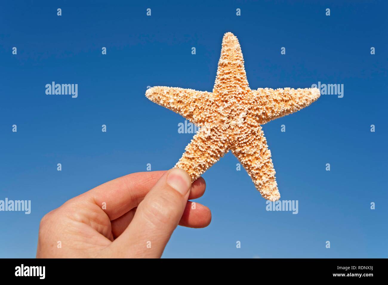 Humans Holding Starfishes