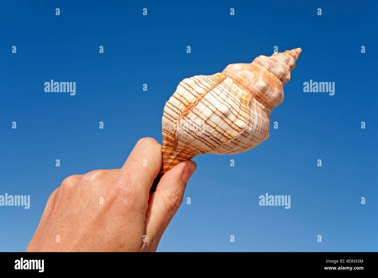 Hand holding a sea shell Stock Photo - Alamy