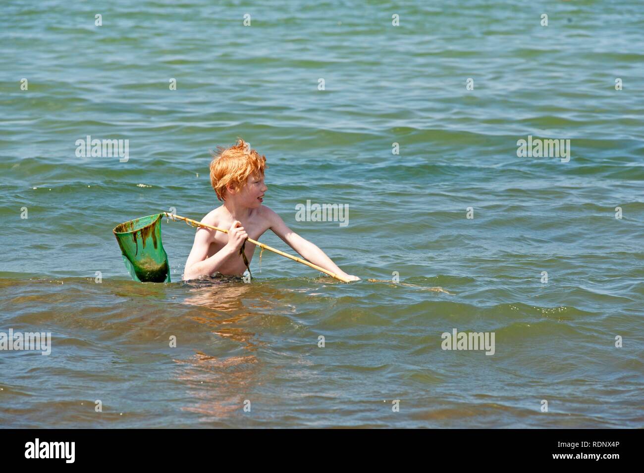 Young boy trying to catch fish with a dip net, Timmendorf, Poel Island ...