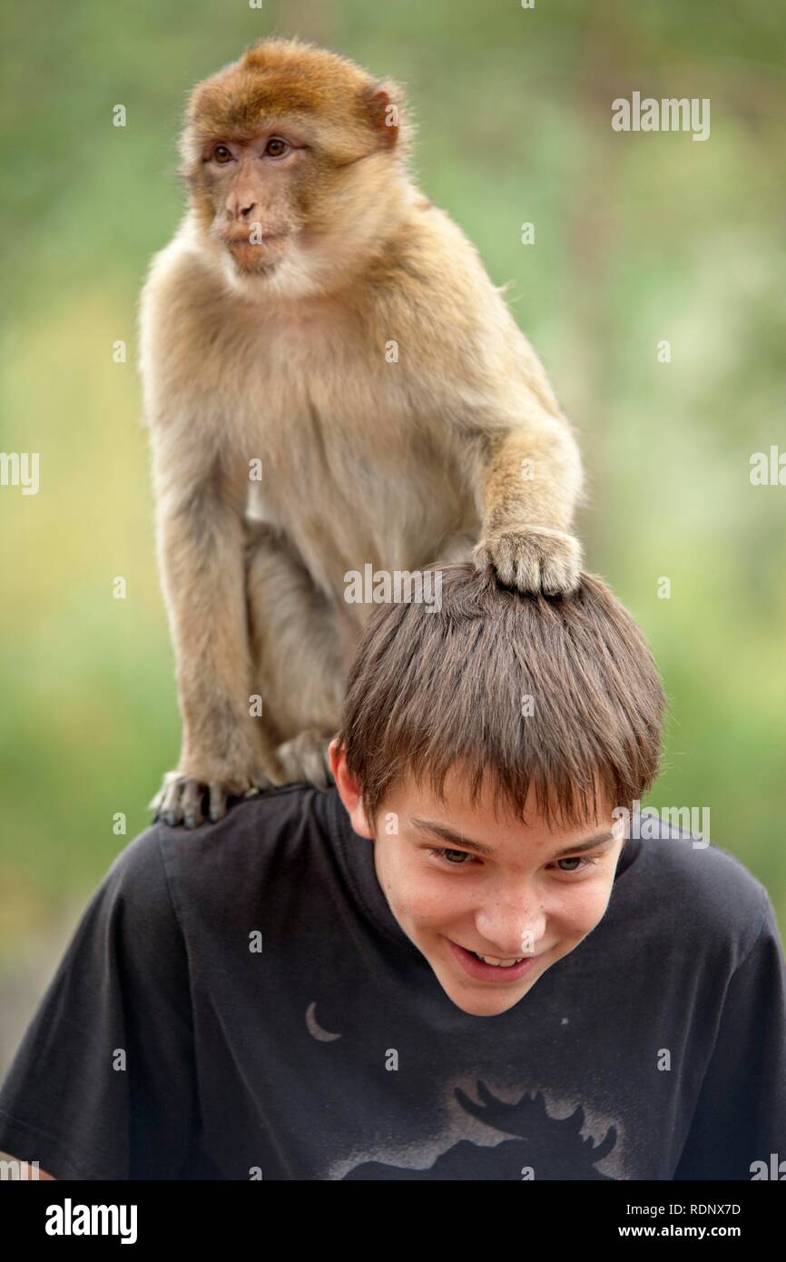 A Barbary Macaque (Macaca sylvanus) sitting on the back of a boy ...