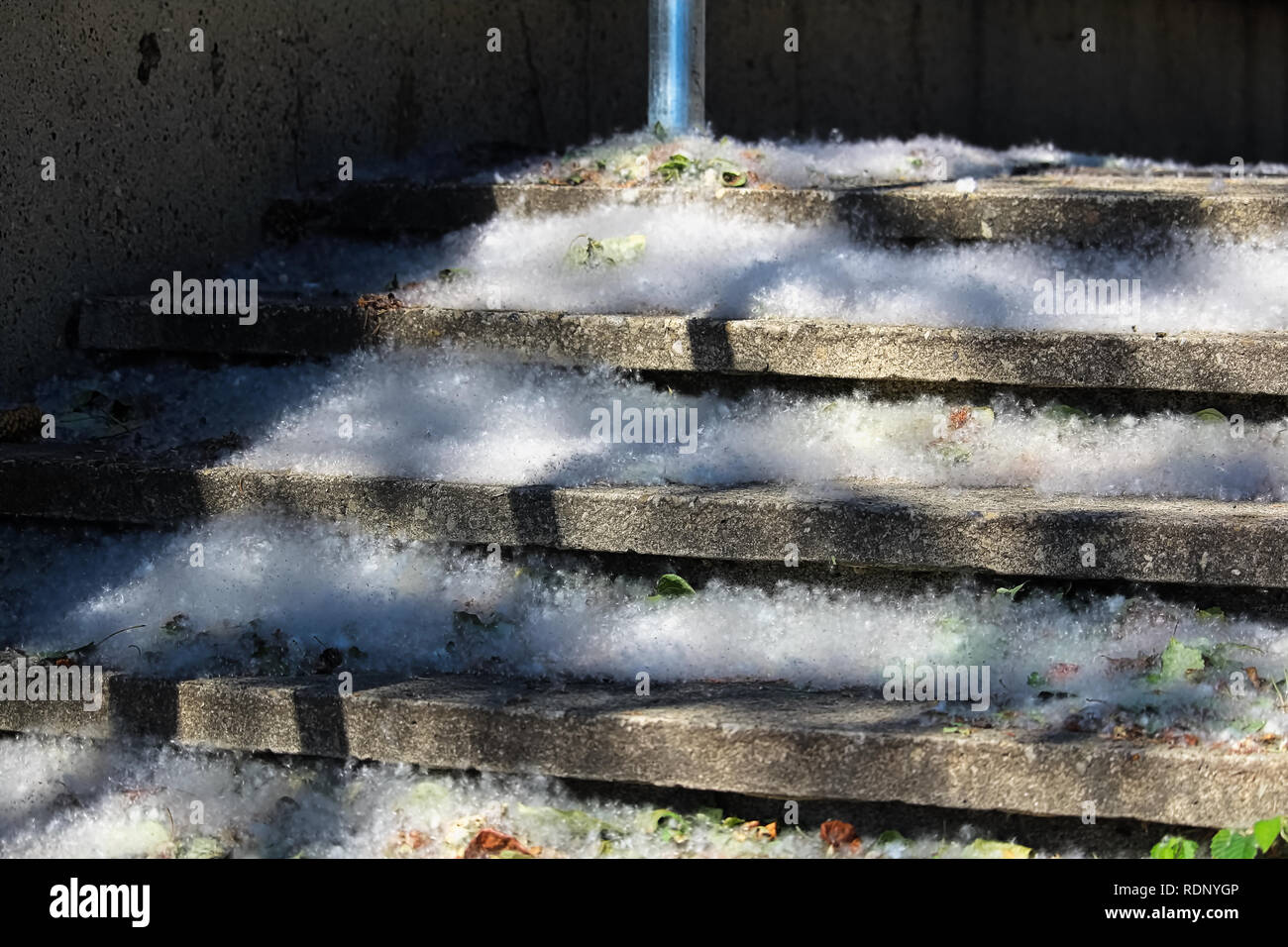 Poplar seed fluff gathers on concrete stairs Stock Photo - Alamy