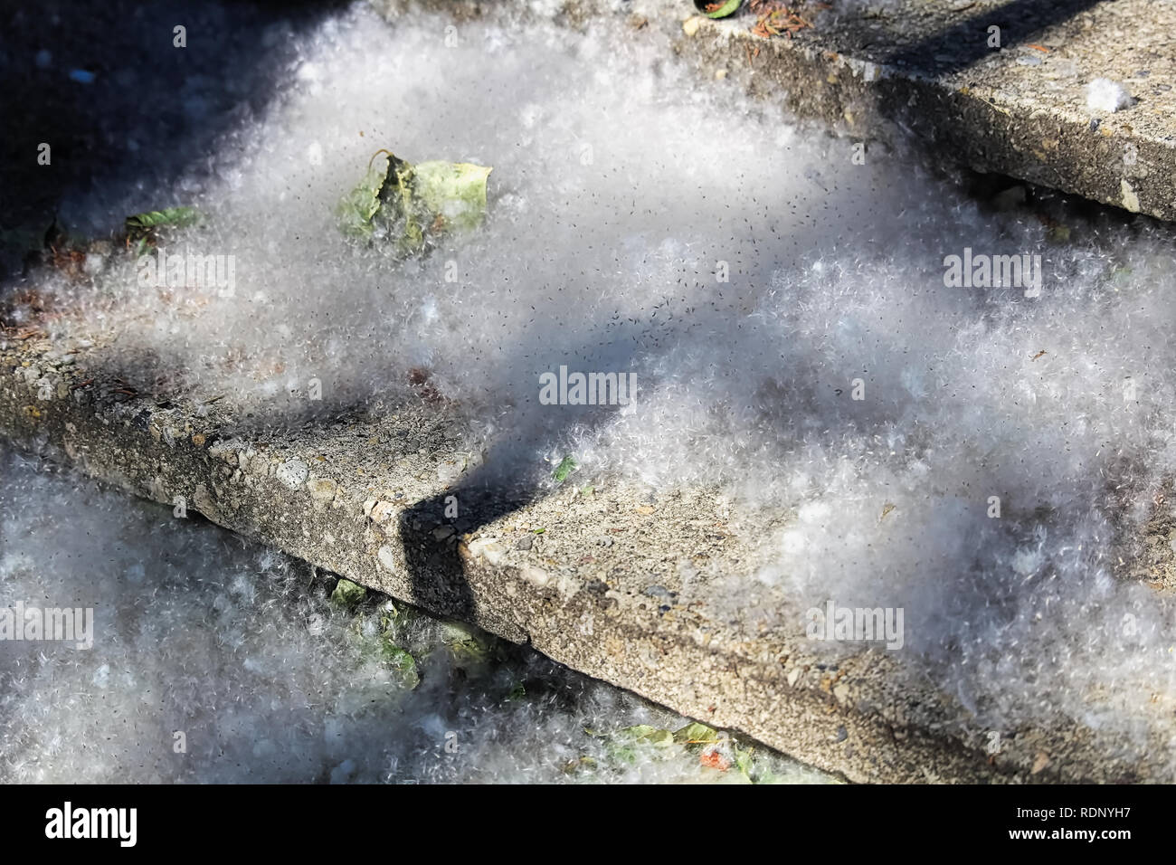 Poplar seed fluff gathers on concrete stairs Stock Photo - Alamy