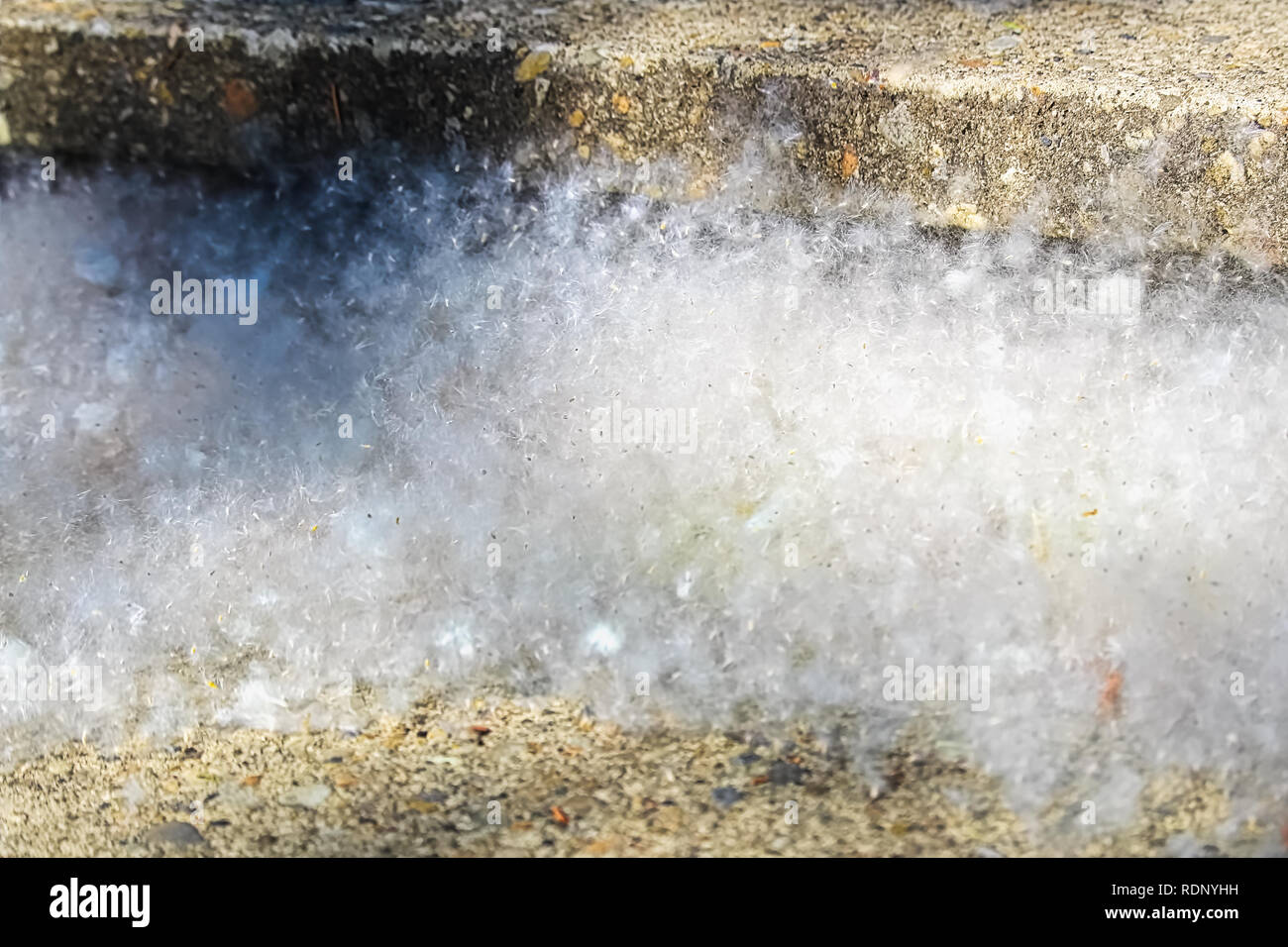 Poplar seed fluff gathers on concrete stairs Stock Photo - Alamy