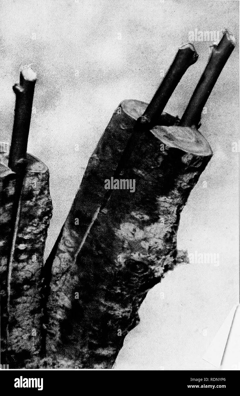 Methods of grafting hi-res stock photography and images - Alamy