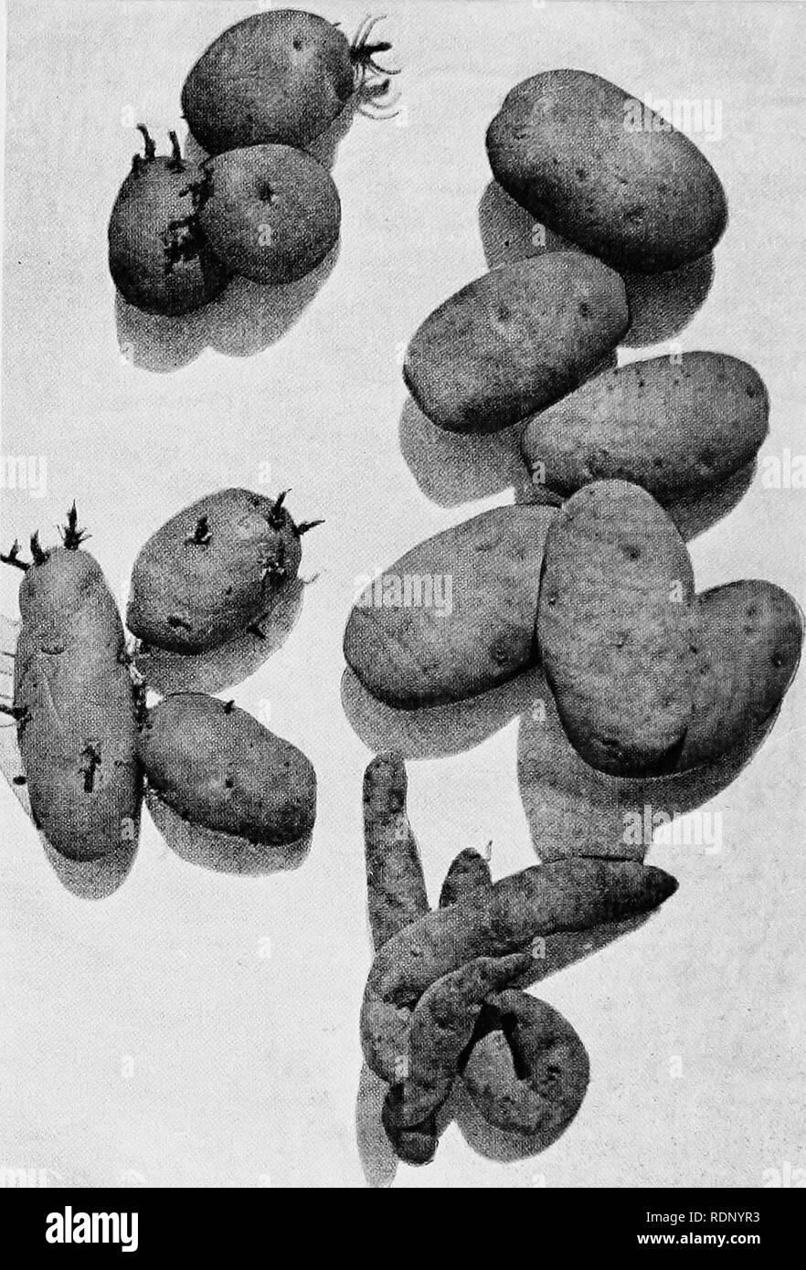 Potato Plant Coloring Page Image Vectorielle Stock Elegant Monochrome
