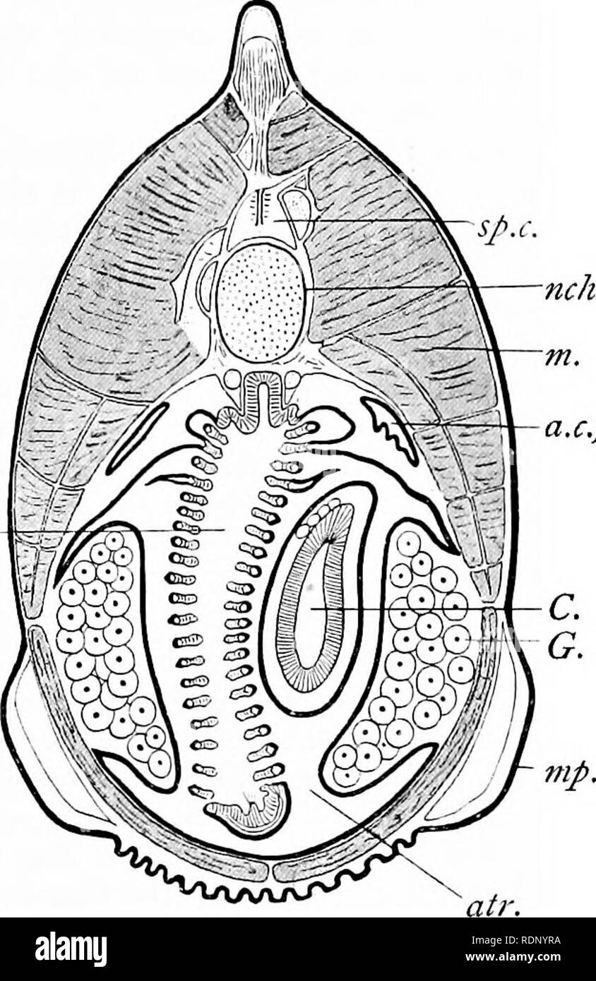 . Outlines of zoology. Zoology. SKIN. 413 lateral line in fishes and ...