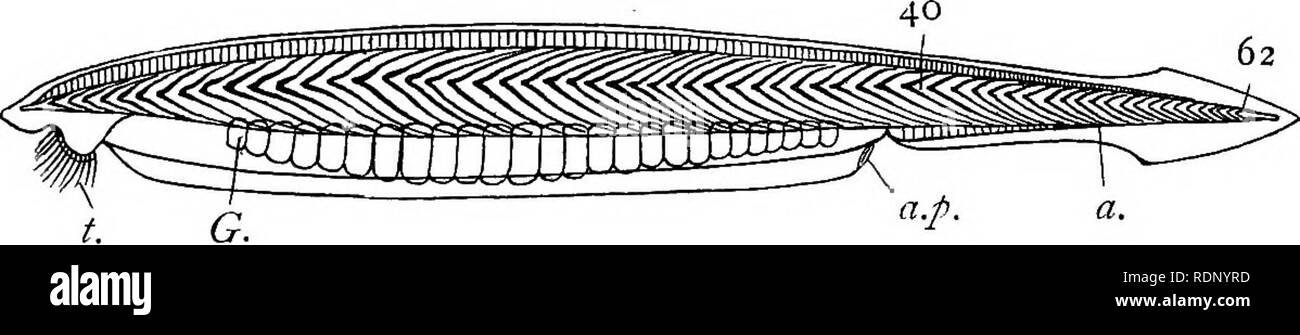 Lancelets hi-res stock photography and images - Alamy