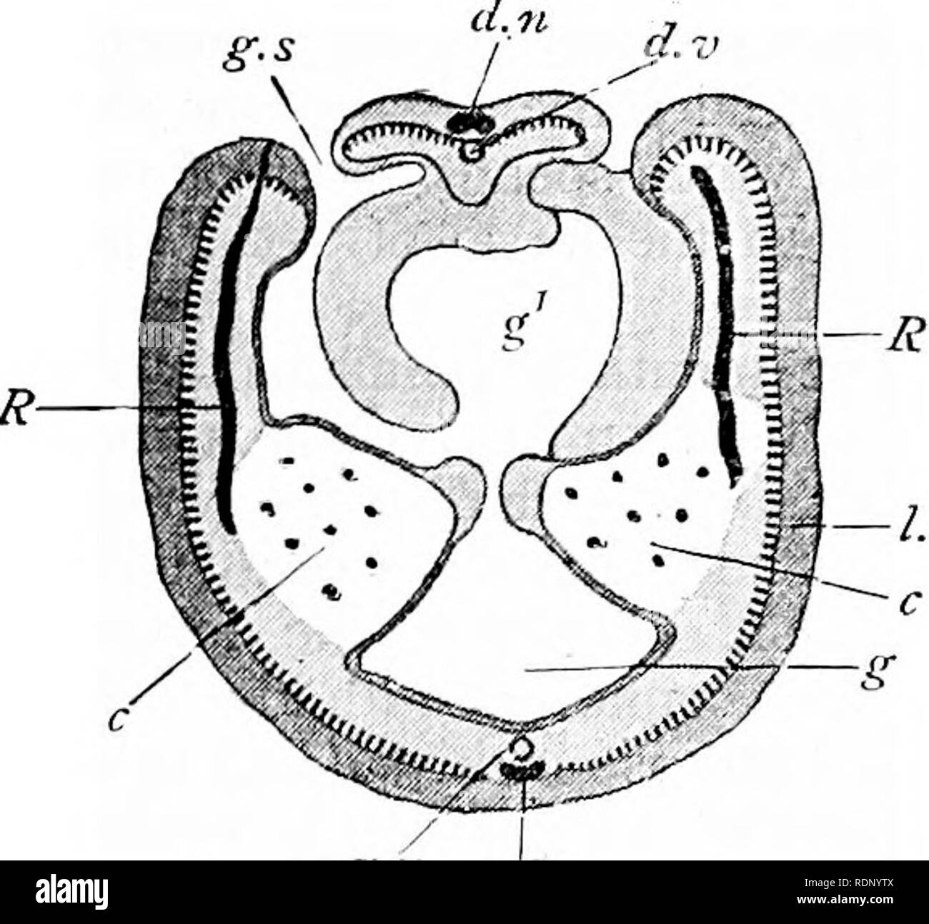 Enteropneusta hi-res stock photography and images - Alamy