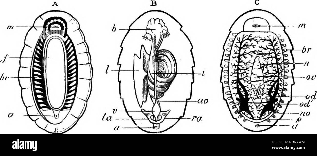Aplacophora hi-res stock photography and images - Alamy