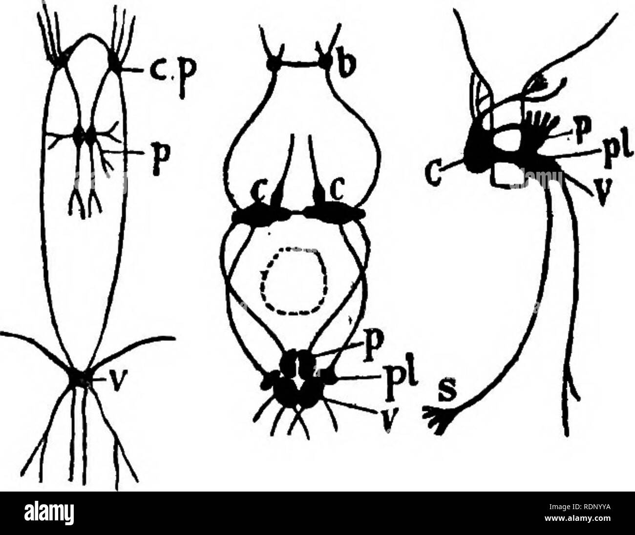 Muscular system poster Black and White Stock Photos & Images - Alamy
