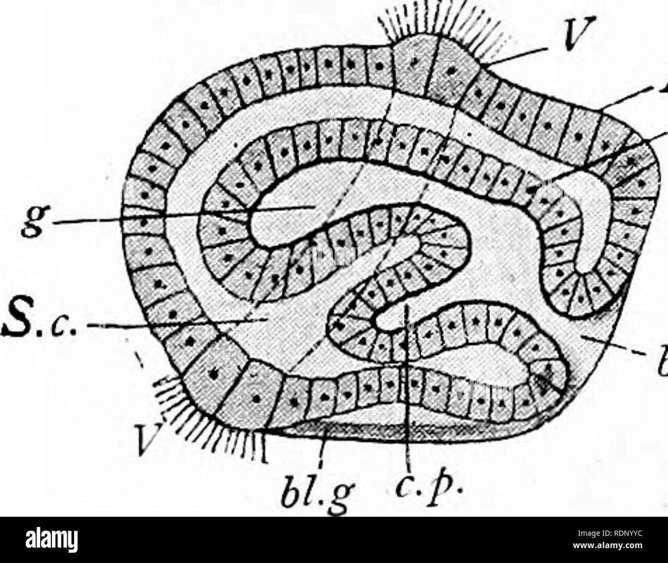 Spermatheca Black and White Stock Photos & Images - Alamy