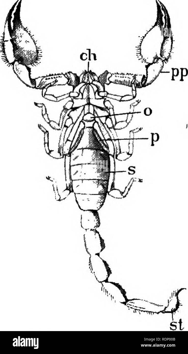 Scorpions are venomous insects Black and White Stock Photos & Images ...