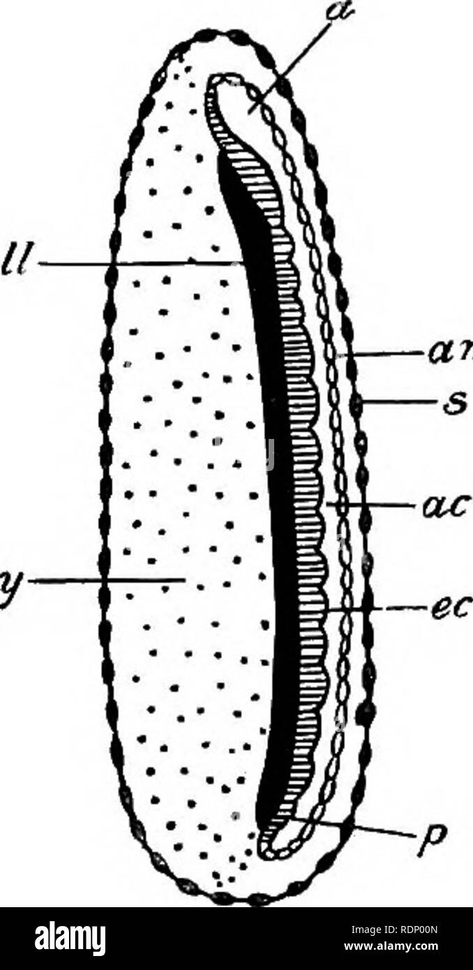 . Outlines of zoology. Zoology. Fig. 137.—Diagrams of Insect embryo ...