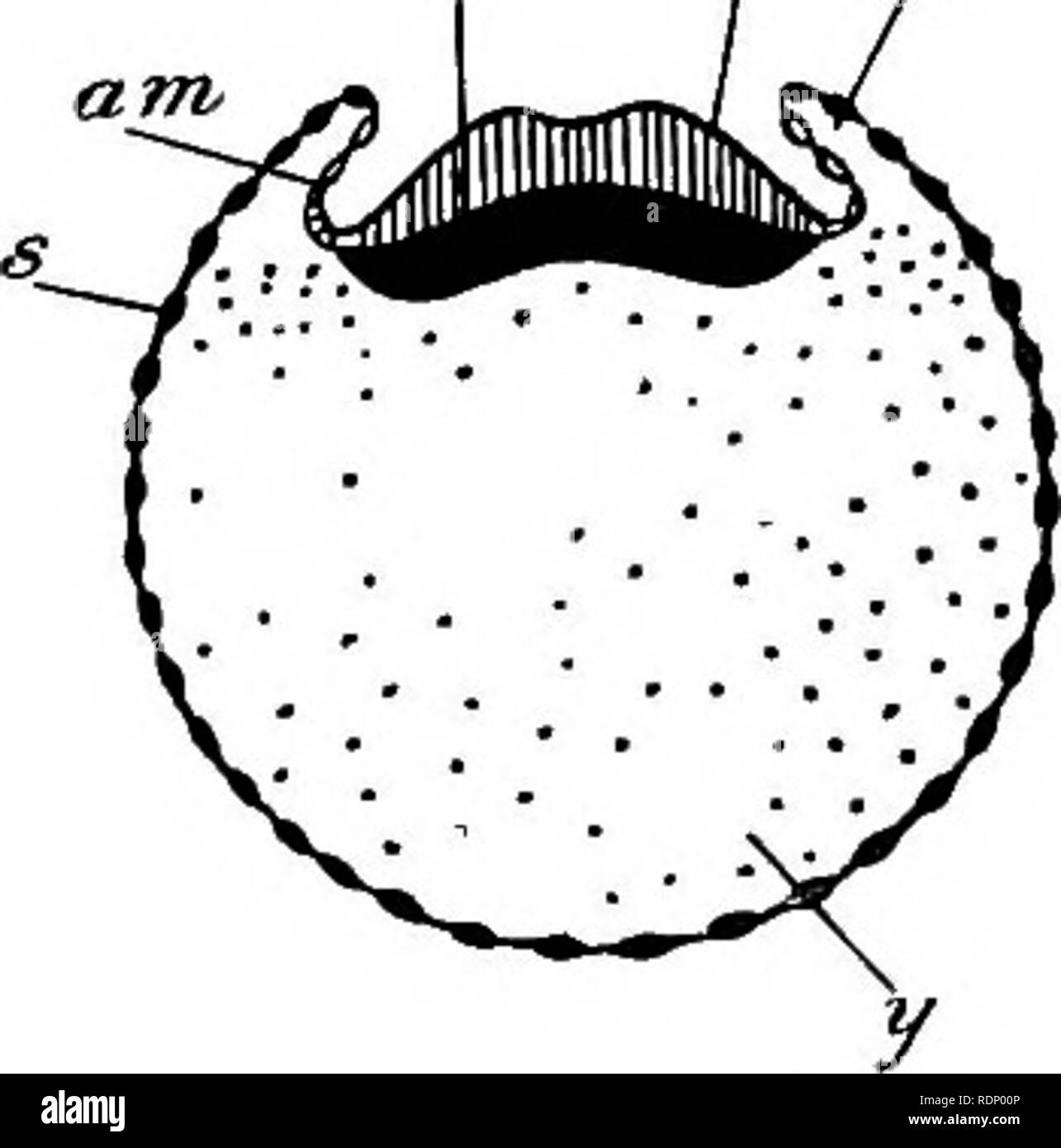 . Outlines of zoology. Zoology. 312 PERIPATUS, MYRIOPODS, AND INSECTS ...