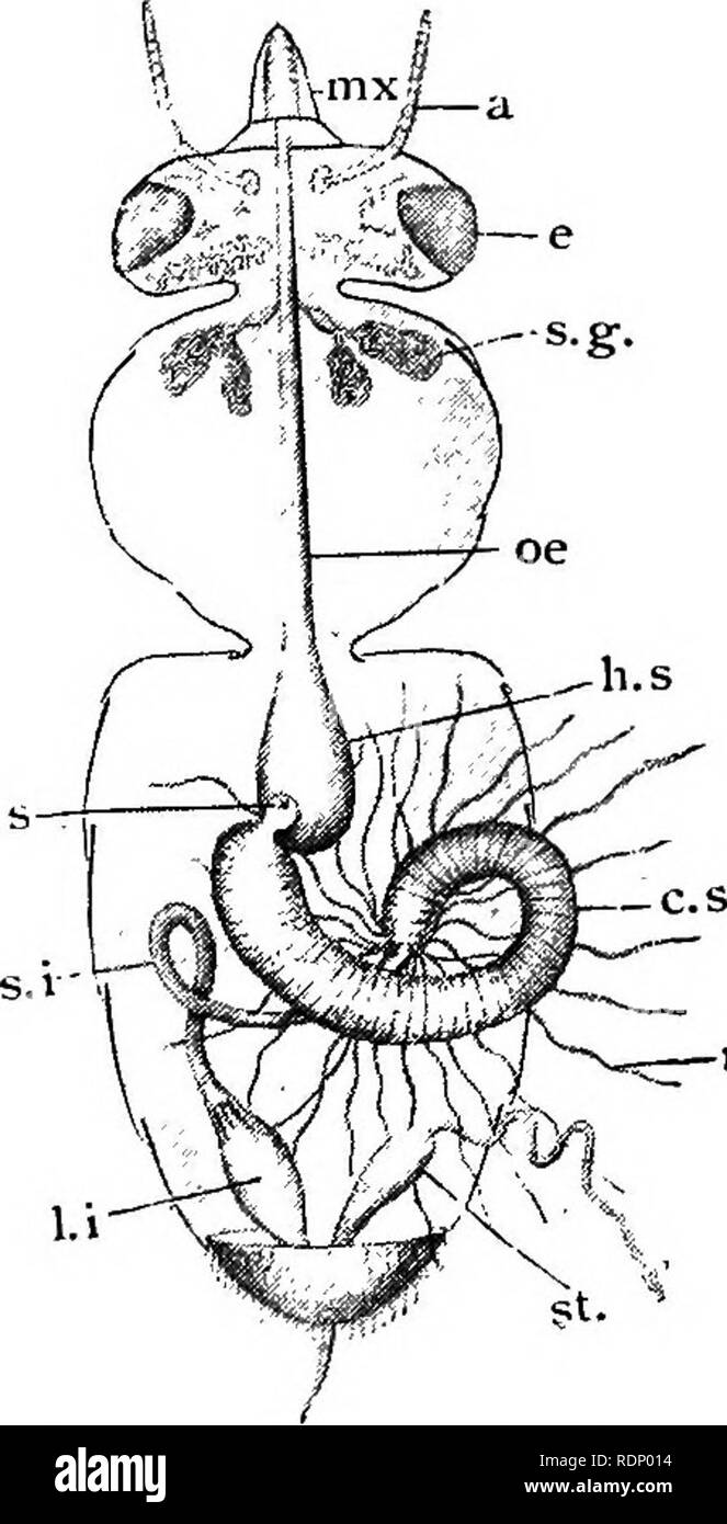 Perforated intestine Cut Out Stock Images & Pictures - Alamy