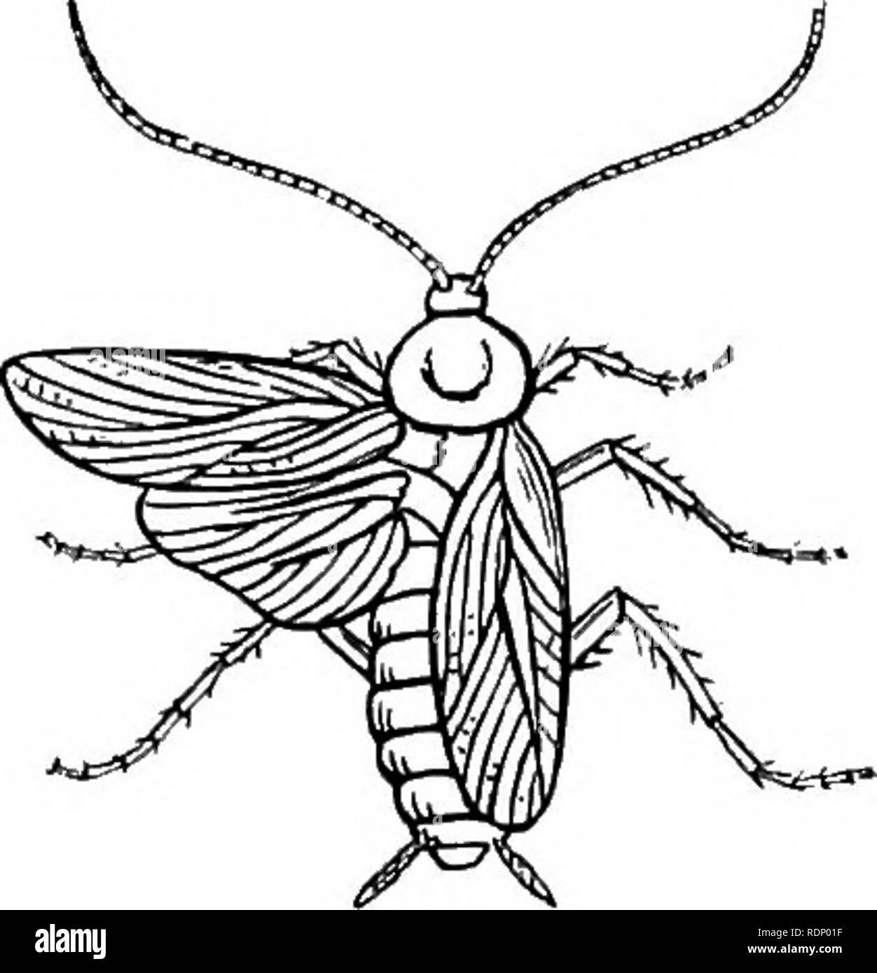 Types of cockroaches Black and White Stock Photos & Images - Alamy