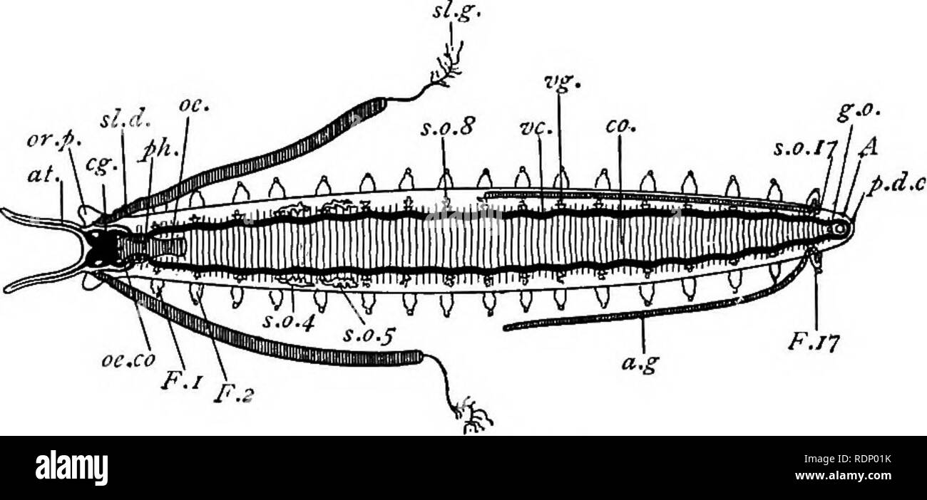 Ducts salivary glands hi-res stock photography and images - Alamy