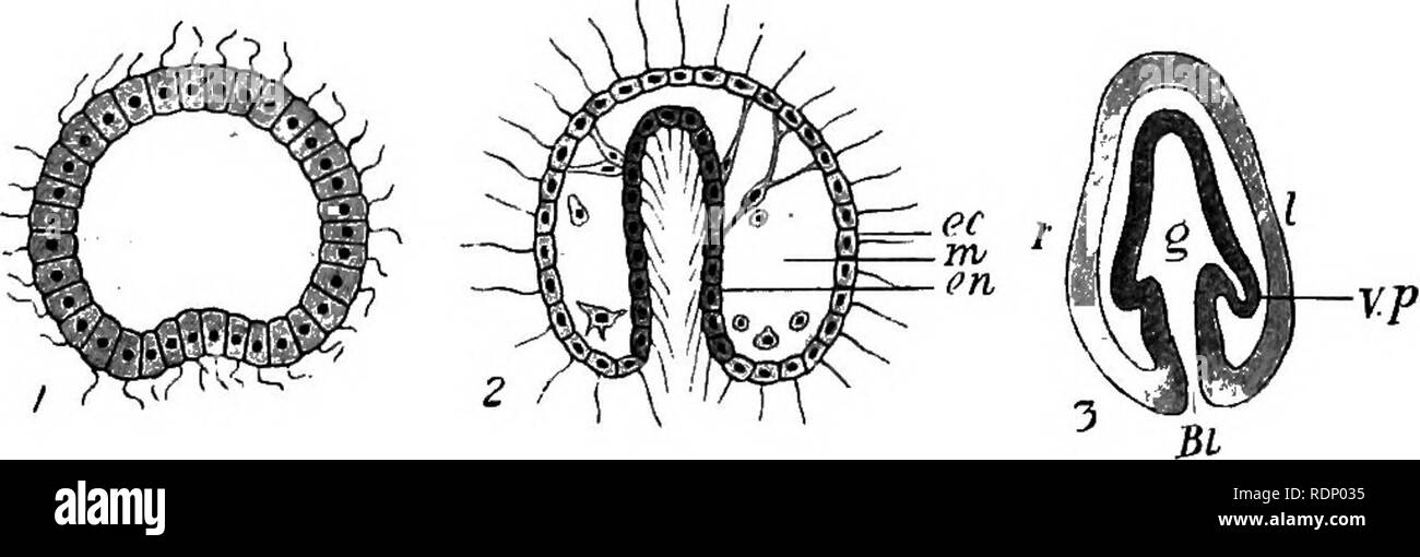 Globular echinoderms Black and White Stock Photos & Images - Alamy
