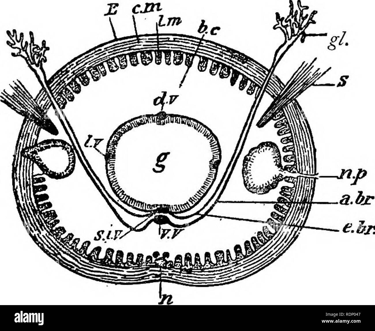. Outlines of zoology. Zoology. 198 SEGMENTED WORMS OR ANNELIDA ...