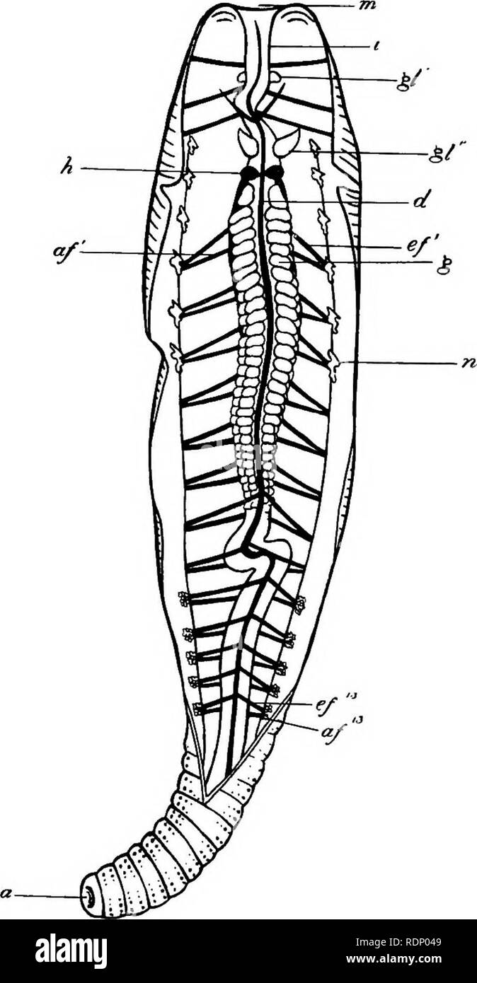 Arenicola Anatomy