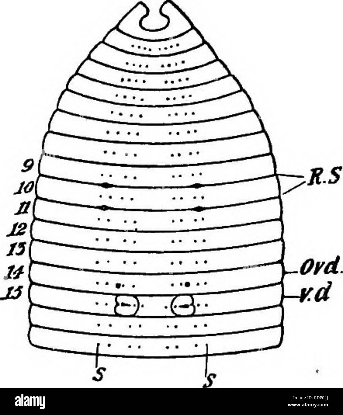 . Outlines of zoology. Zoology. 184 SEGMENTED WORMS OR ANNELIDA. at ...
