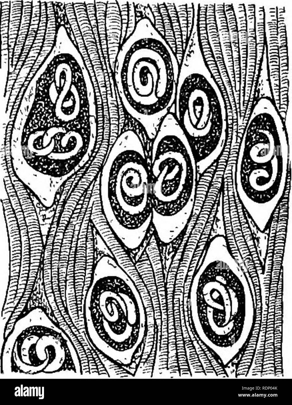 . Outlines of zoology. Zoology. Fig. 79. —Trichinae in muscle, about to ...