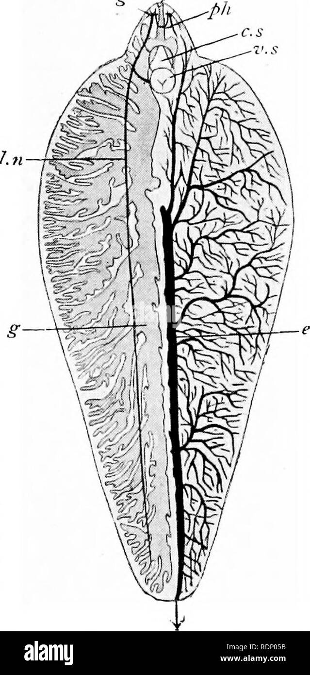 Mid length half second yellow Black and White Stock Photos & Images - Alamy