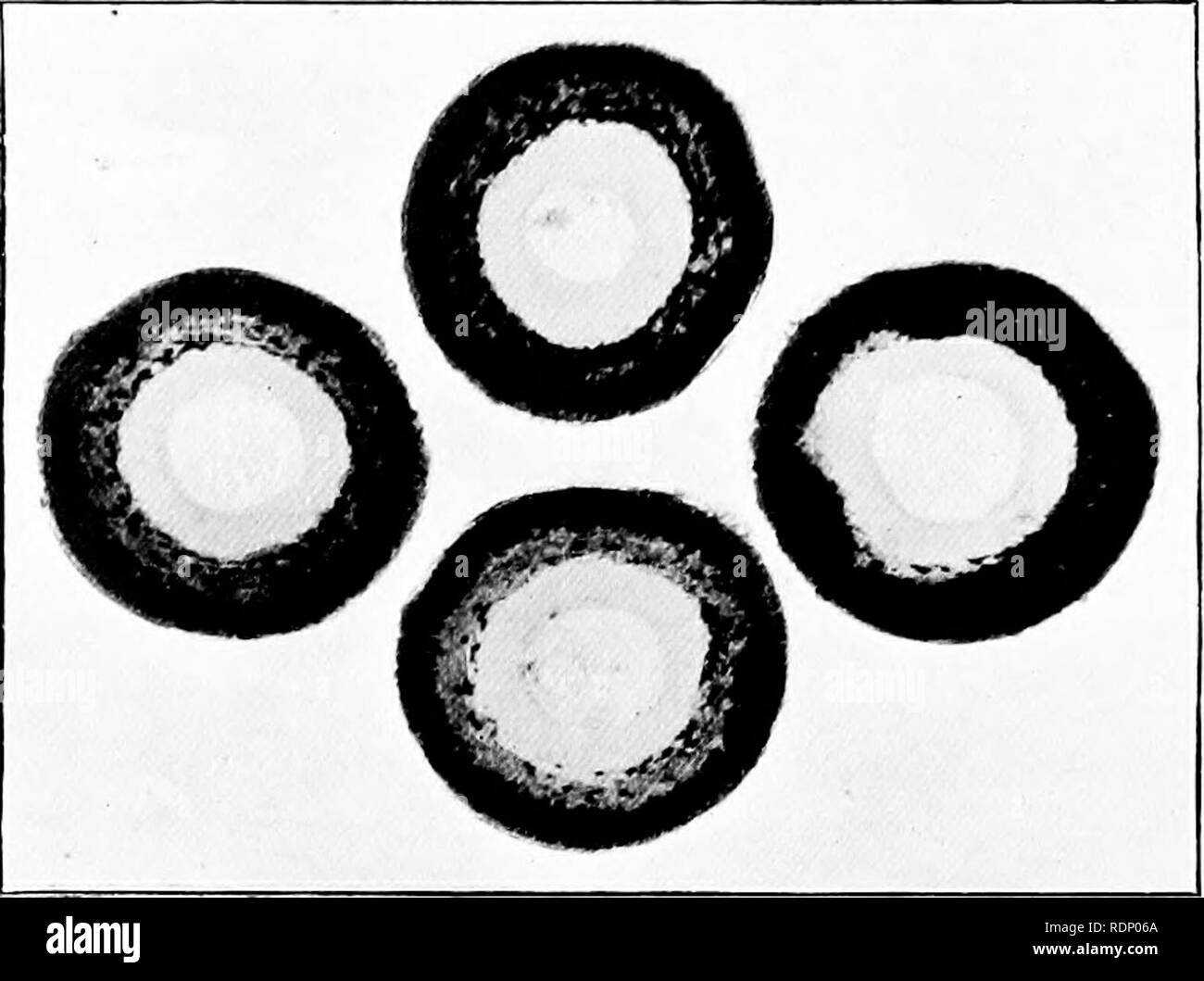 . Minute marvels of nature, being some revelations of the microscope ...