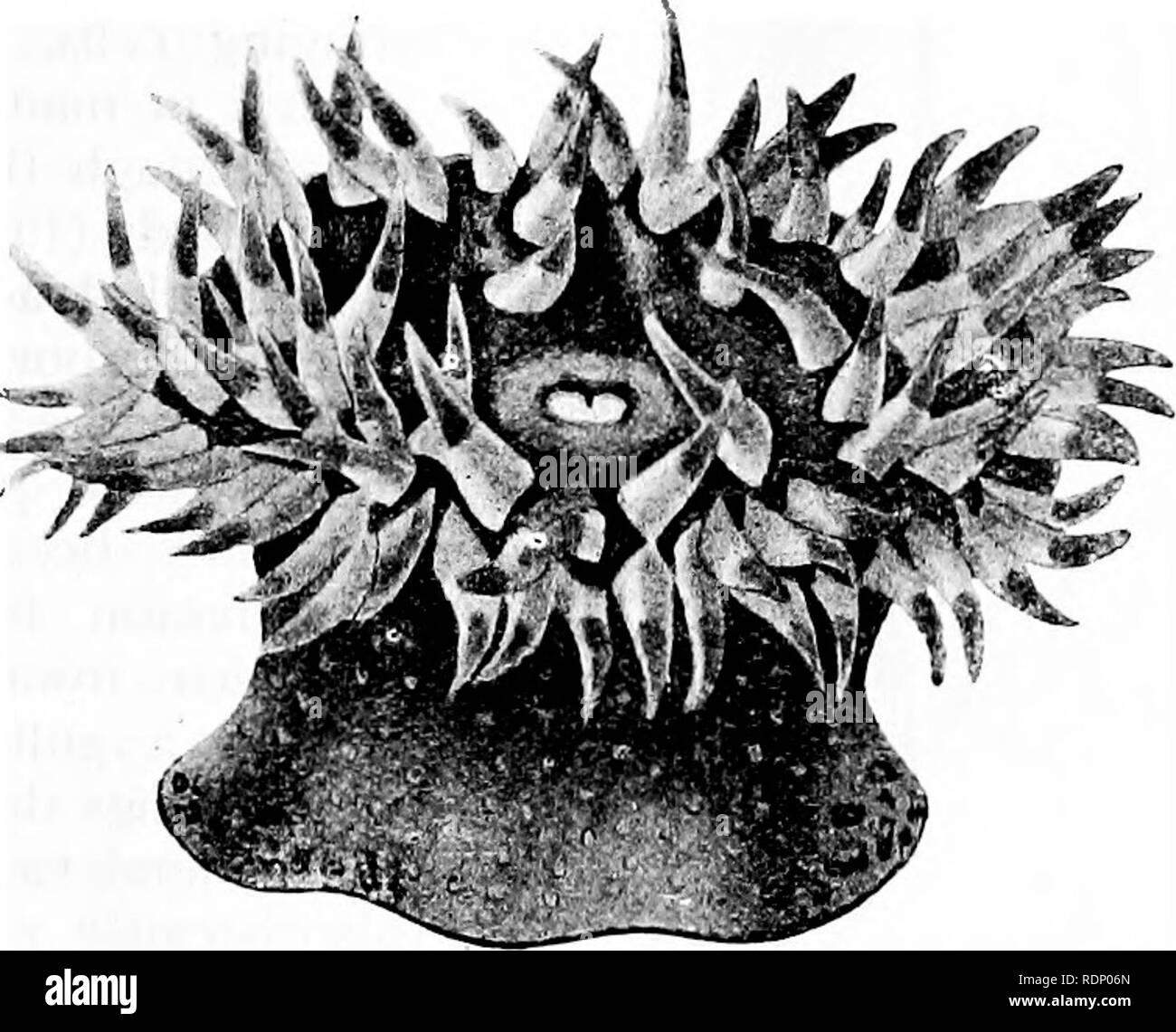 Class anthozoa Black and White Stock Photos & Images - Alamy