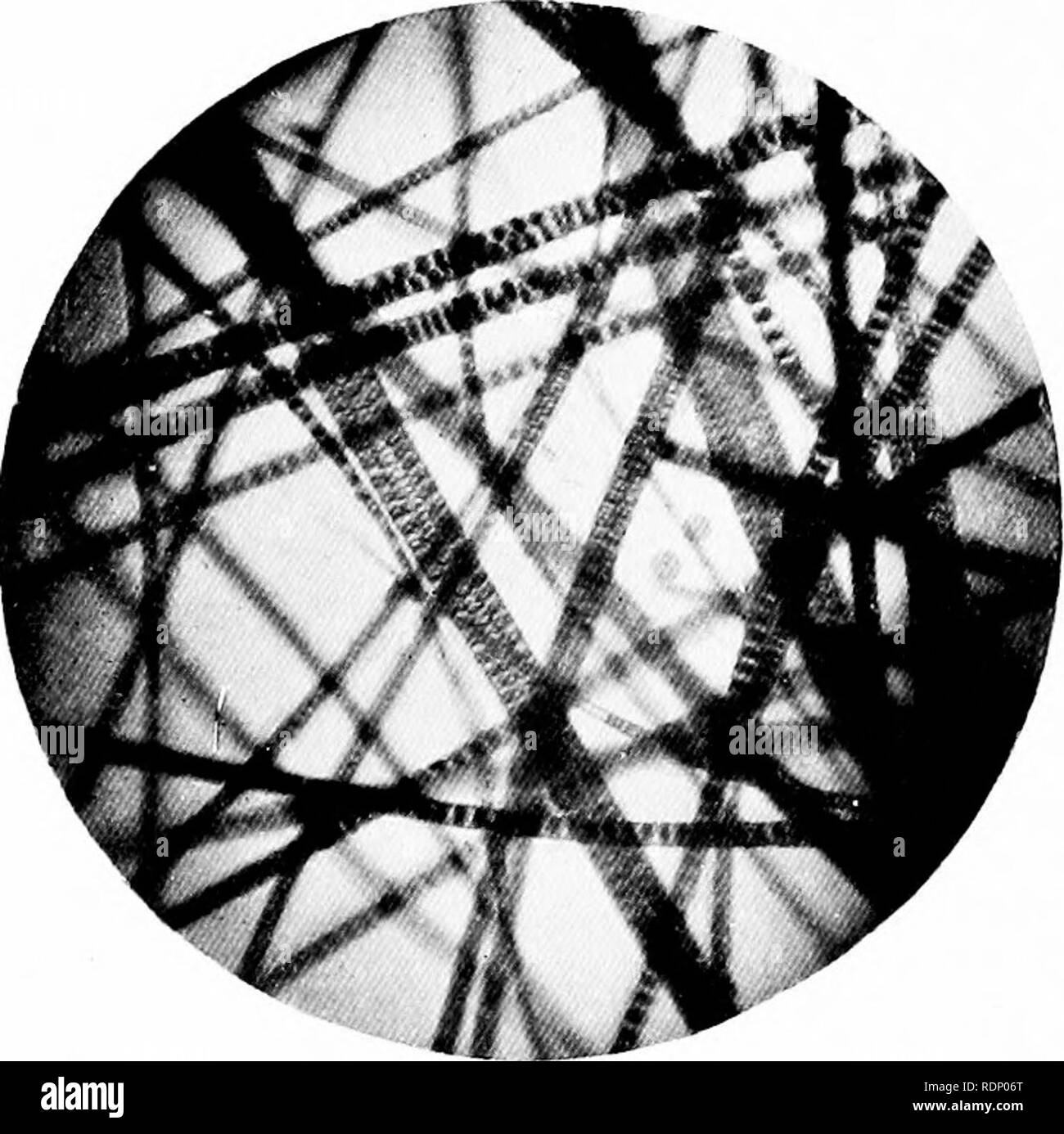 Mouse Hair Microscope