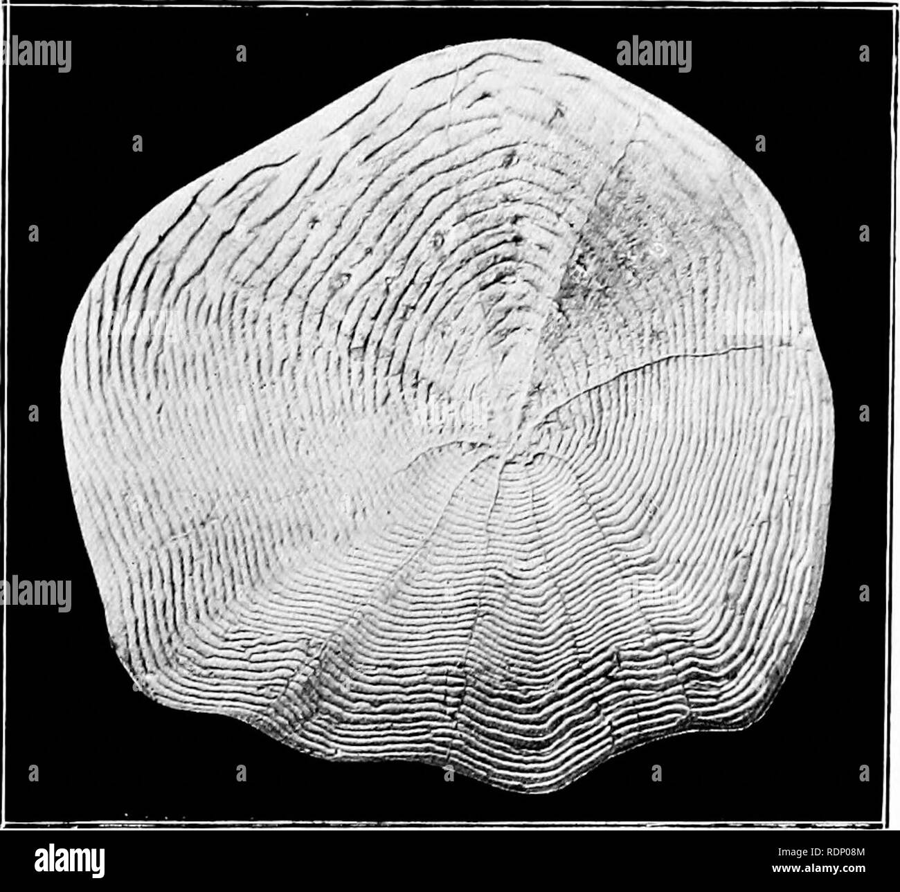 Flying fish species in Black and White Stock Photos & Images - Alamy