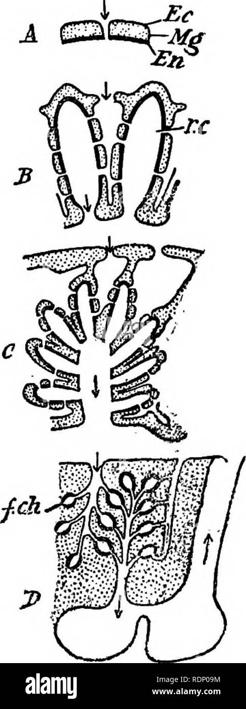 . Outlines of zoology. Zoology. u6 PORIFEKA SPONGES. fact that the ...