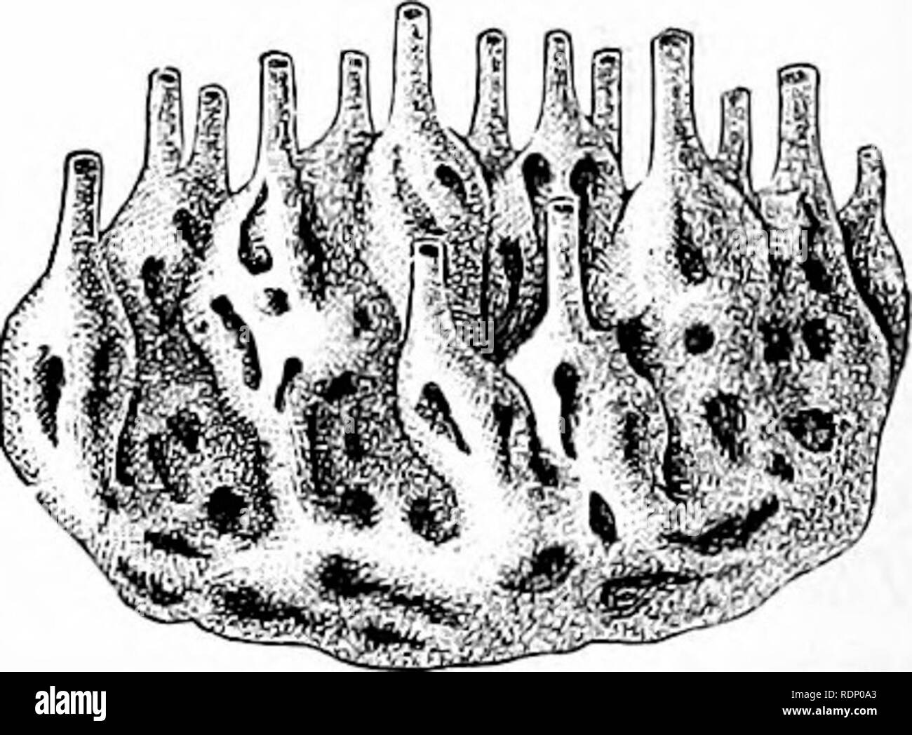Cross Section Of A Typical Sponge