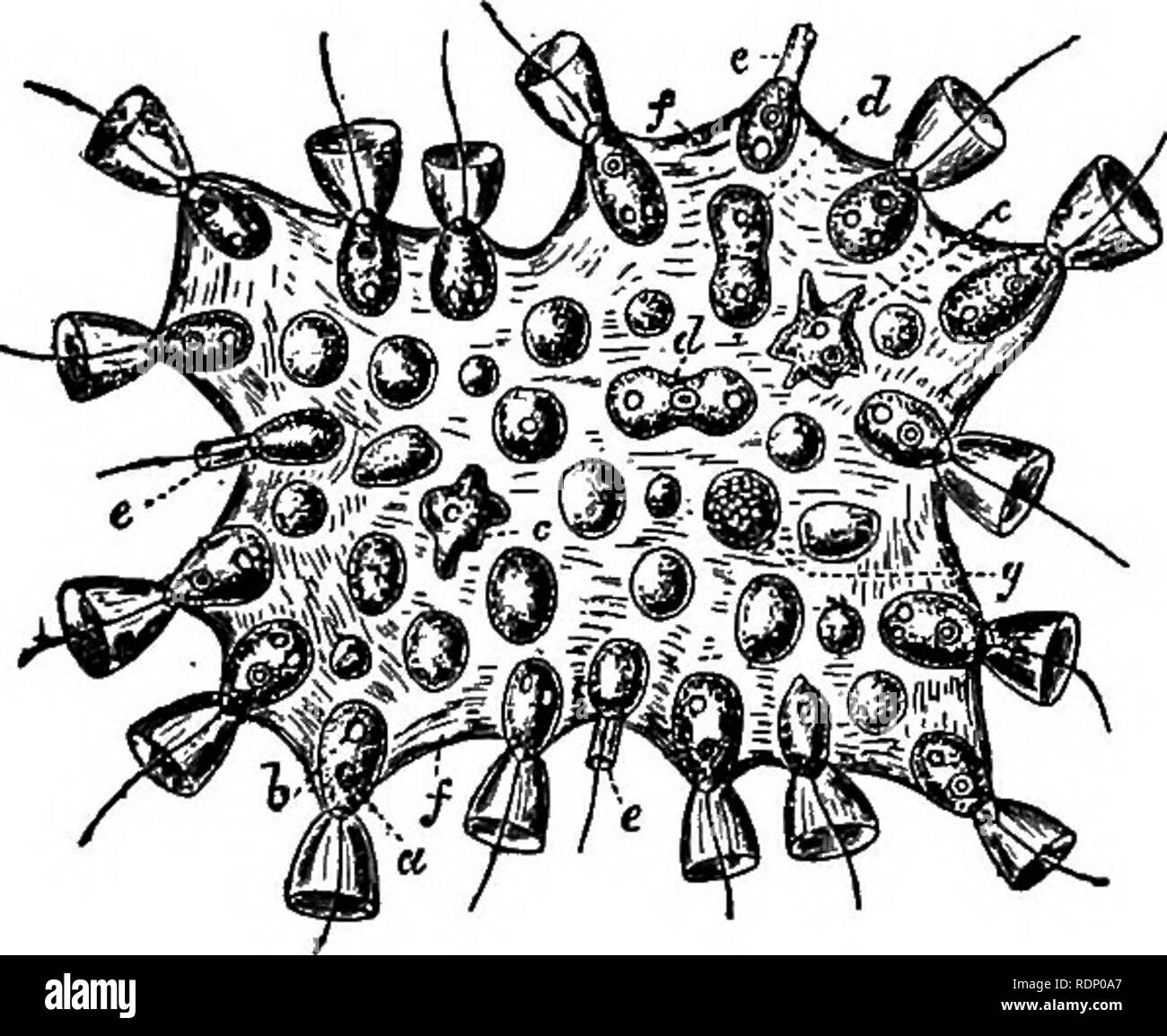 Including three different types hi-res stock photography and images - Alamy