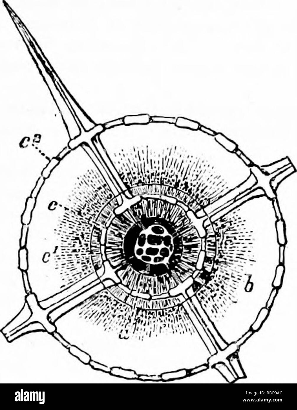 Including three different types hi-res stock photography and images - Alamy