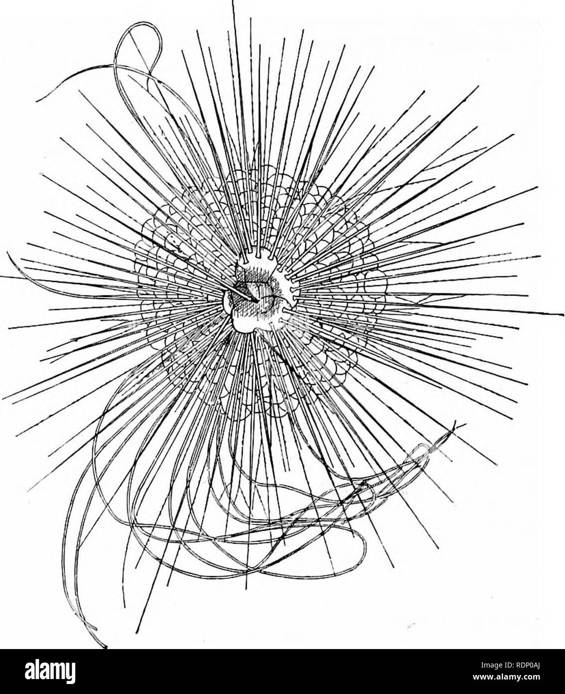 . Outlines of zoology. Zoology. PROTOZOA THE SIMPLEST ANIMALS ...
