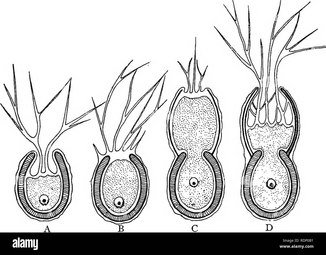 Protozoa the simplest animals hi-res stock photography and images - Alamy