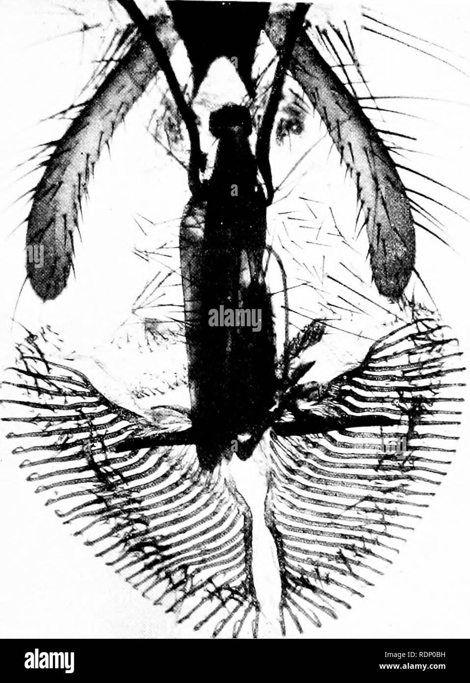Proboscis of blow fly Black and White Stock Photos & Images - Alamy