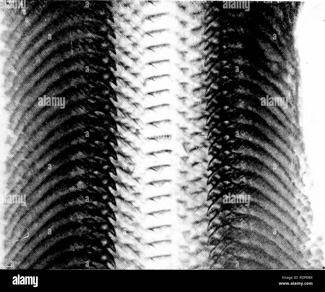 Take your bayonets hi-res stock photography and images - Alamy