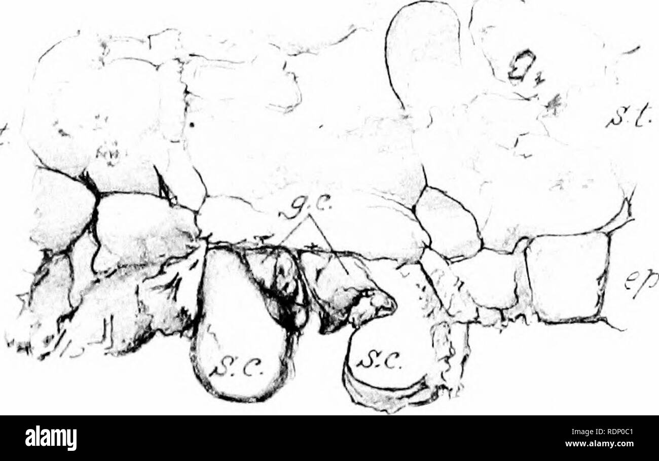 Paleontological work studies fossil Cut Out Stock Images & Pictures - Alamy