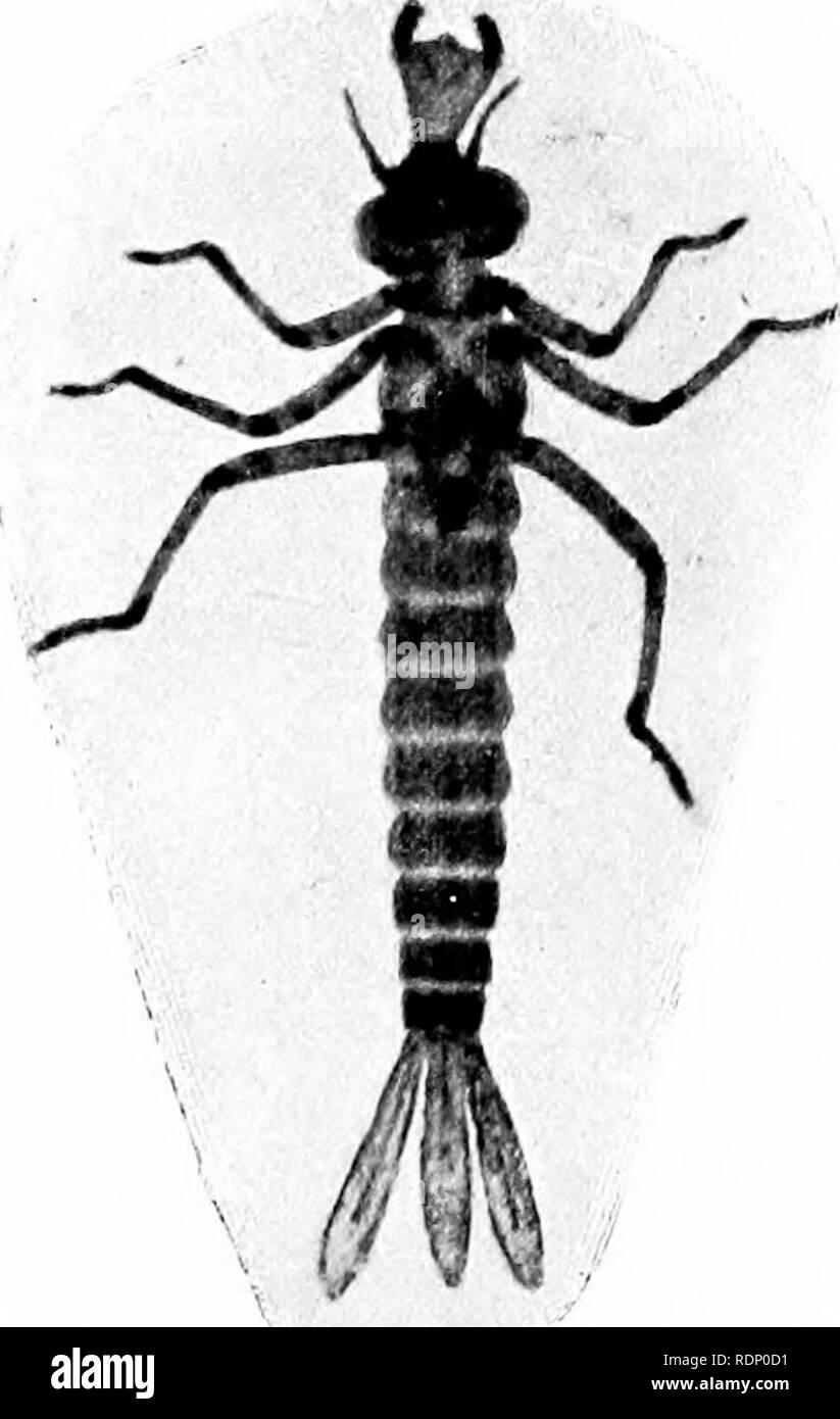 Insects with stingers Black and White Stock Photos & Images - Alamy