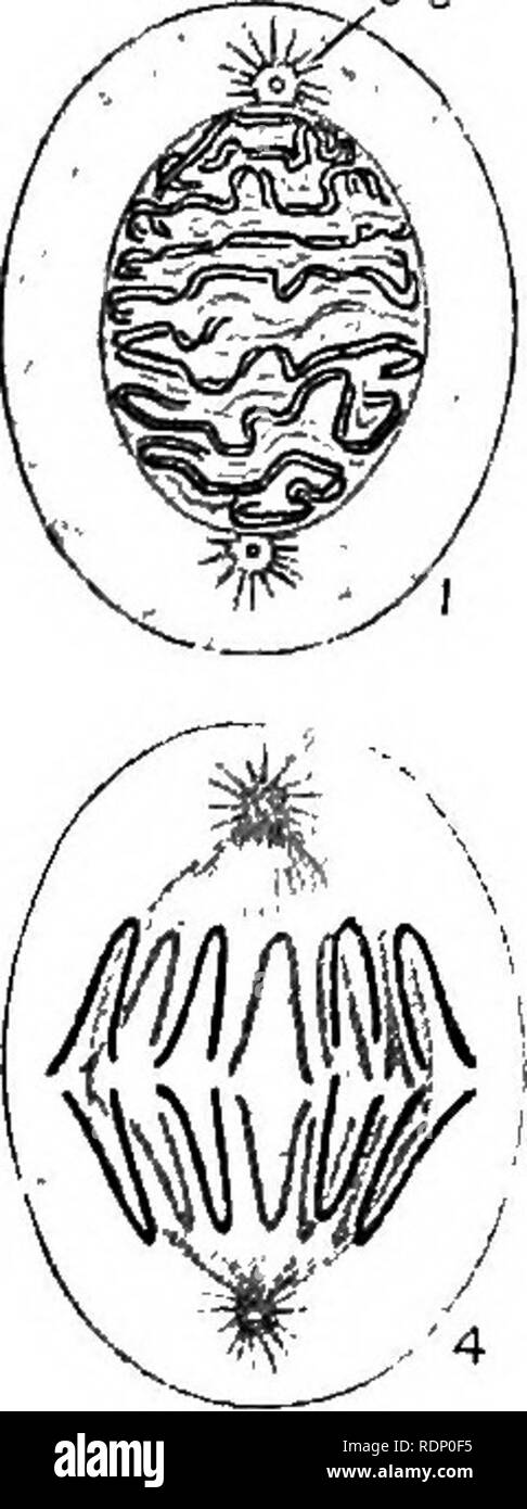 Chromatin loop hi-res stock photography and images - Alamy