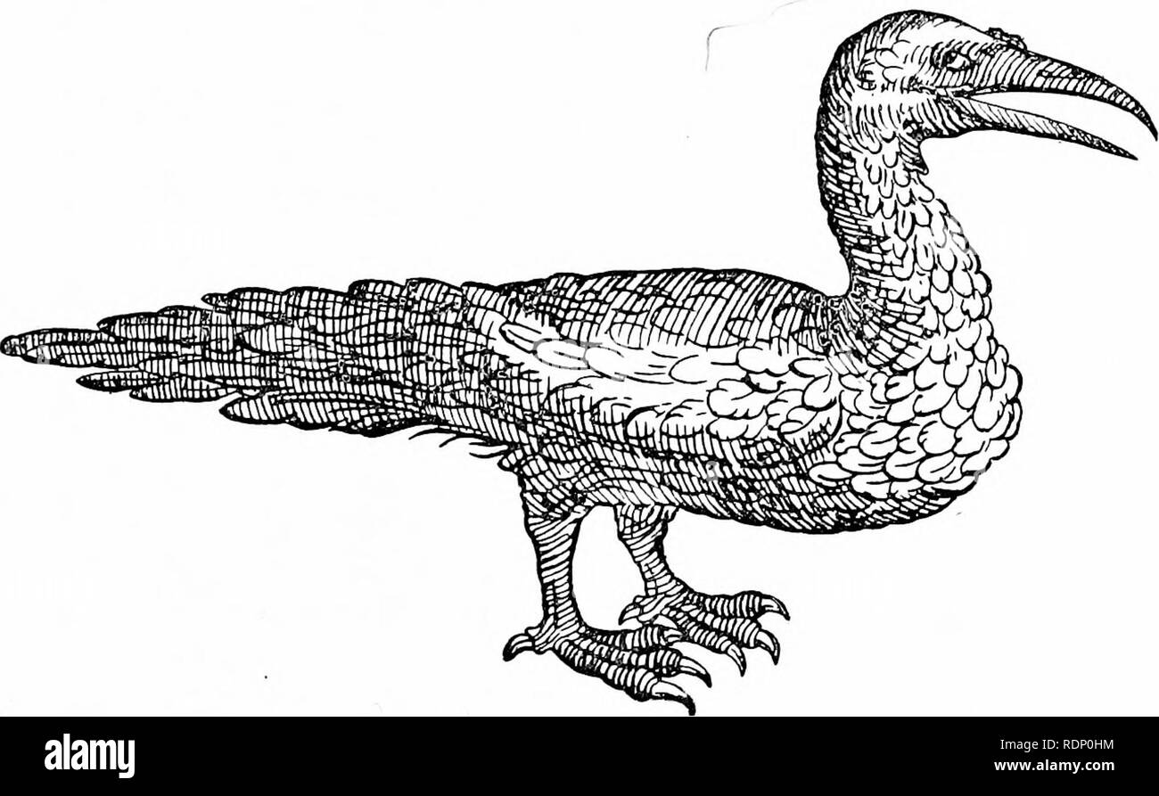 . Early annals of ornithology. Birds; Birds. SEVENTEENTH CENTURY 193 is ...