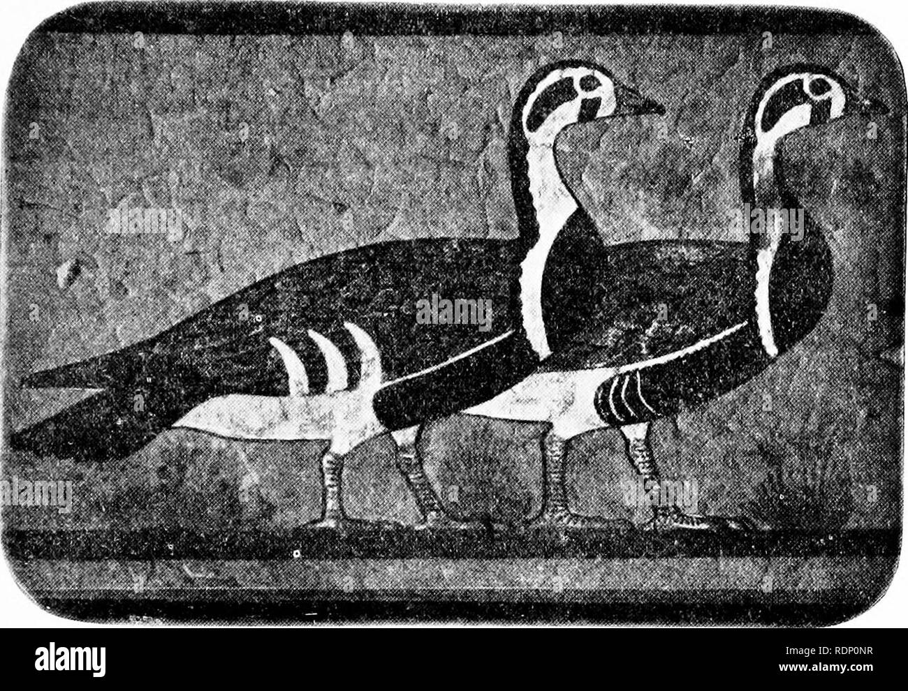 Meidoum geese Black and White Stock Photos & Images - Alamy