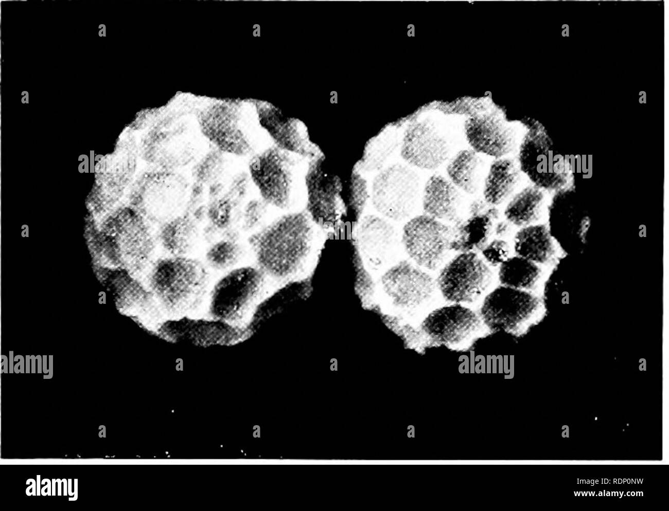 Magnifying the details Black and White Stock Photos & Images - Alamy