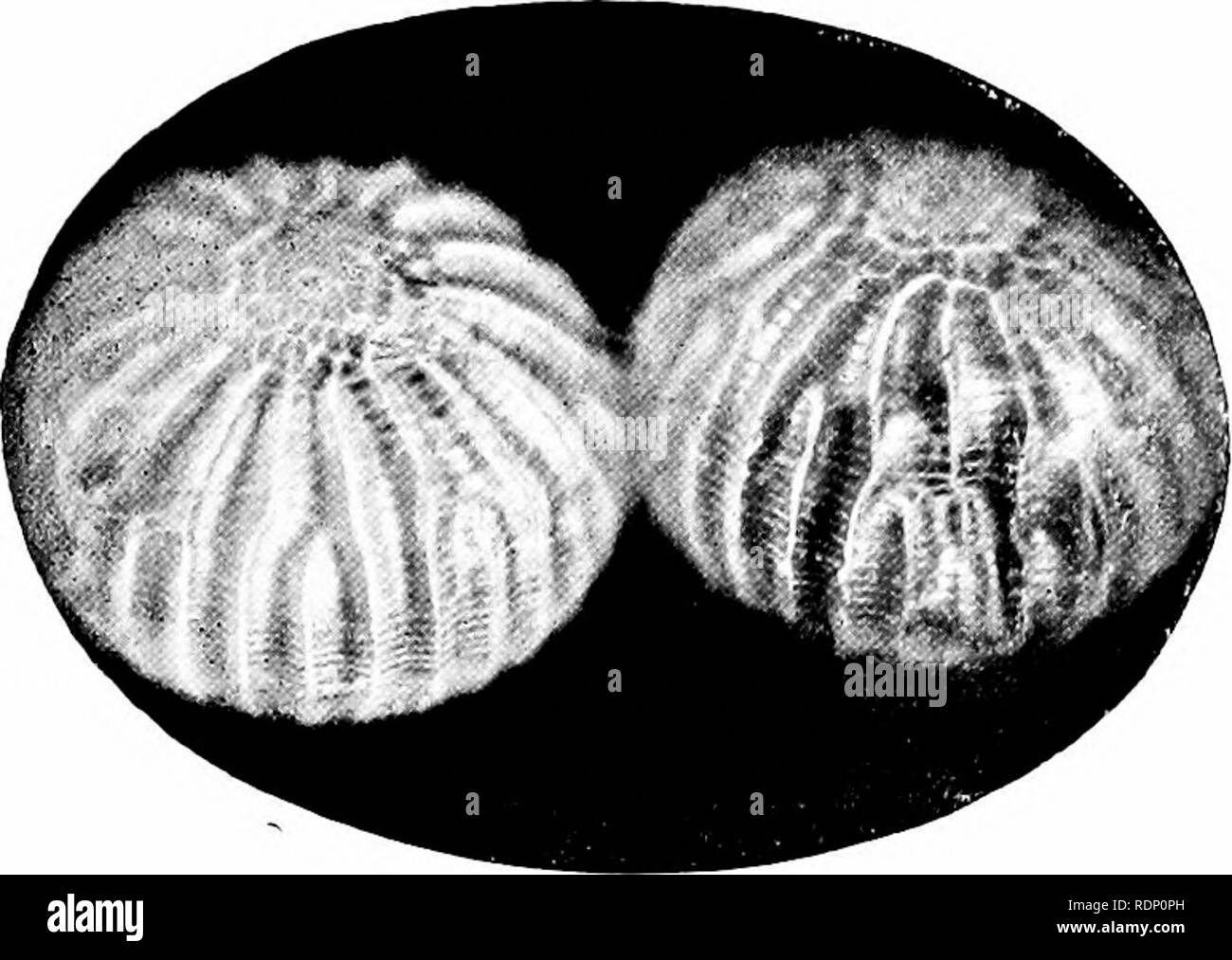 Blue underwing moth Black and White Stock Photos & Images - Alamy